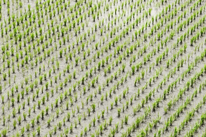 Five Complementary Strategies in the New Rice Road Map - CAMP, Inc.
